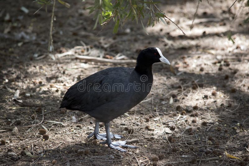 This is a Side View of a Eurasian Coot Stock Photo - Image of water ...