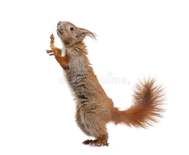 Side View of a Eurasian Red Squirrel on Hind Legs Looking Up, Sciurus ...