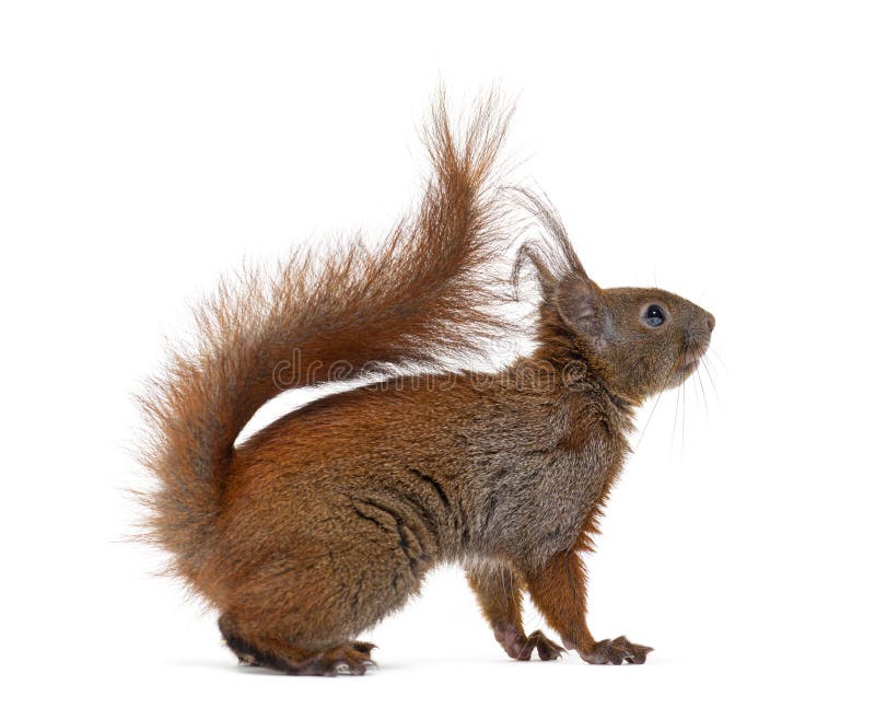 Side View of a Eurasian Red Squirrel Looking at the Camera, Sciurus ...