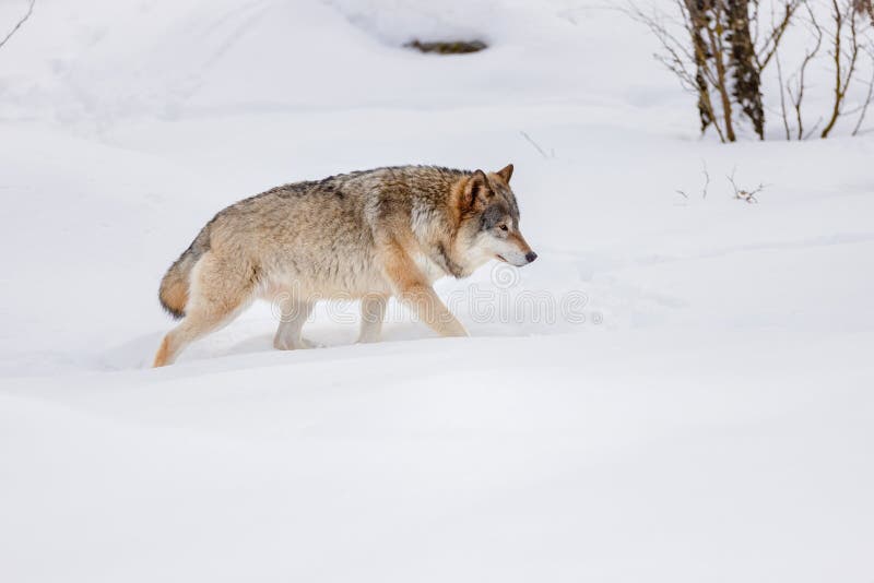 Side View of Eurasian Wolf Strolling on Snow Stock Photo - Image of ...