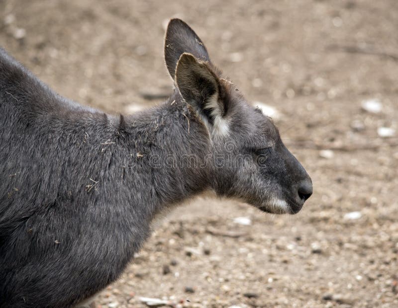 Euro Kangaroo Stock Photos - Free & Royalty-Free Stock Photos from ...