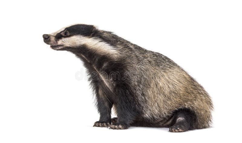 Side View European Badger, Six Months Old Stock Image - Image of badger ...