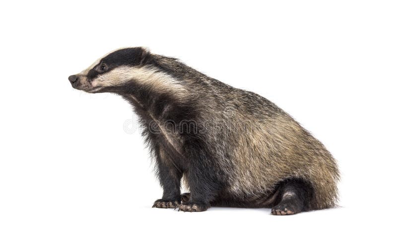 European Badger cub stock photo. Image of jaws, sett - 14212226