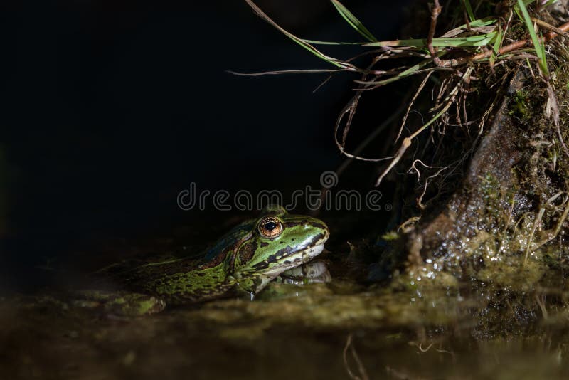 348 Tree Frog Side View Stock Photos - Free & Royalty-Free Stock Photos ...