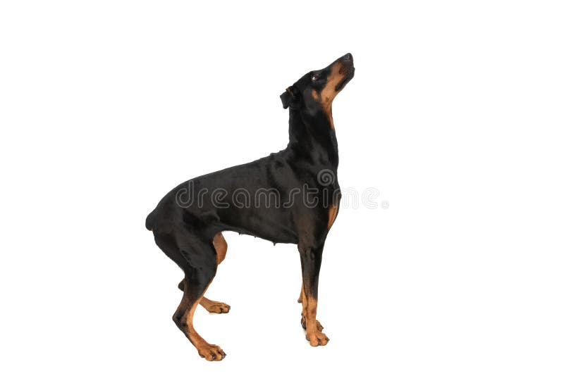 Dobermann Isolated Side Stock Photos - Free & Royalty-Free Stock Photos ...