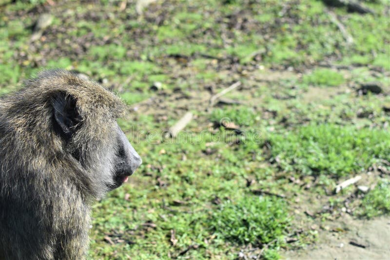 Side View of the Face of a Monkey Stock Image - Image of expressive ...