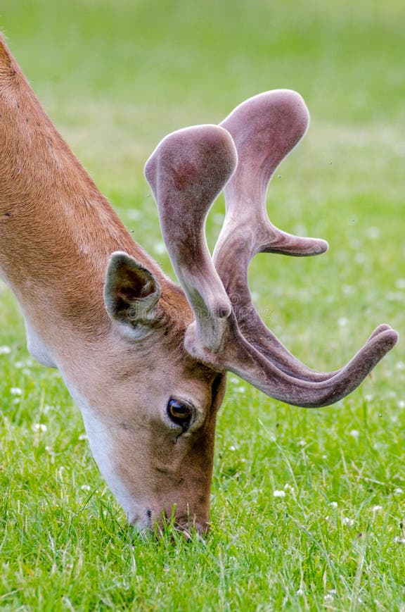 A Side View of a Fallow Deer Stock Photo - Image of fallow, grass ...