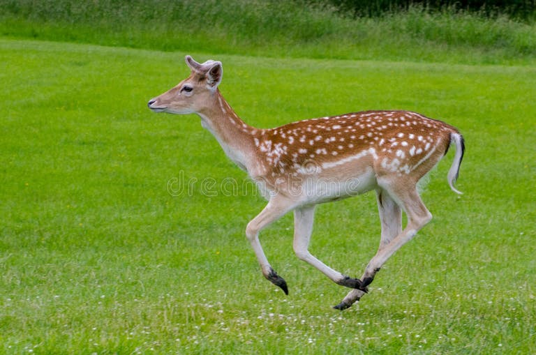 A Side View of a Fallow Deer Running Stock Image - Image of bellow ...