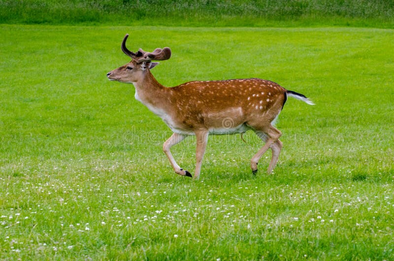 A Side View of a Fallow Deer Stock Photo - Image of nature, autumn ...