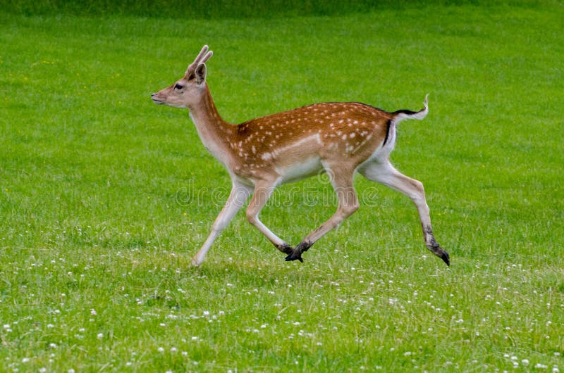 A Side View of a Fallow Deer Stock Image - Image of fawn, grass: 118260675