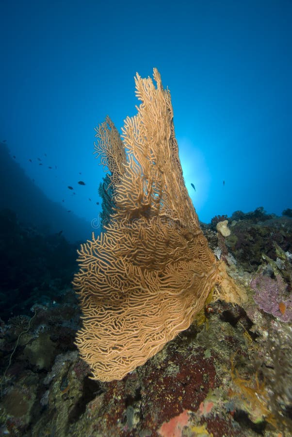 Side view of Fan coral. stock photo. Image of reef, blue - 12452304