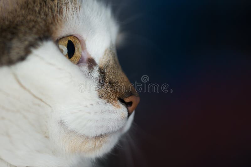 Side View Of Cat Head On White Stock Image - Image of face, close: 29078765