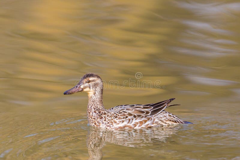 Female Garganey Spatula Querquedula Flying on Water in Winter. Stock ...