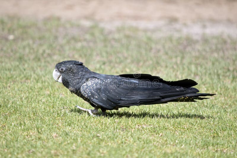 This is a Side View of a Female Red Tailed Black Cockatoo Stock Photo ...