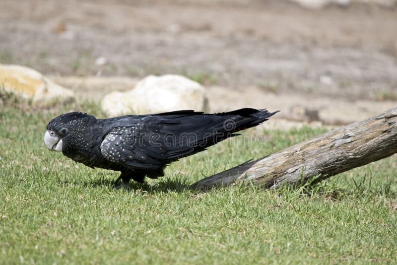 This is a Side View of a Female Red Tailed Black Cockatoo Stock Photo ...