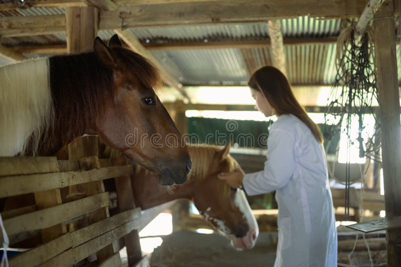 Side View of Female Veterinarian Examining Horse in Stable Stock Image ...