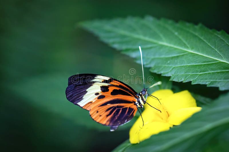 Side View of Five-spotted Longwing Butterfly Stock Image - Image of ...