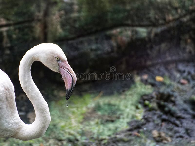 Side View of Flamingo in Vietnam Stock Photo - Image of shorebird ...