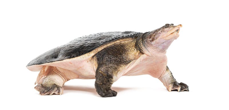 Side View of a Florida Softshell Turtle Walking Away, Apalone Ferox ...