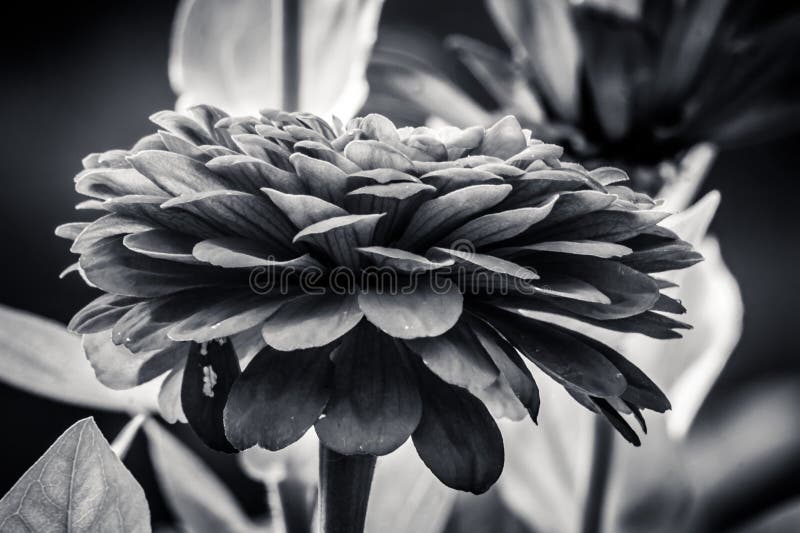 Side View Flower stock photo. Image of detail, white - 89747288