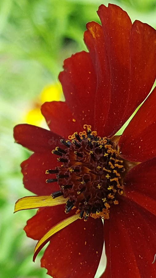 Side view flower stock photo. Image of garden, flower - 94616082