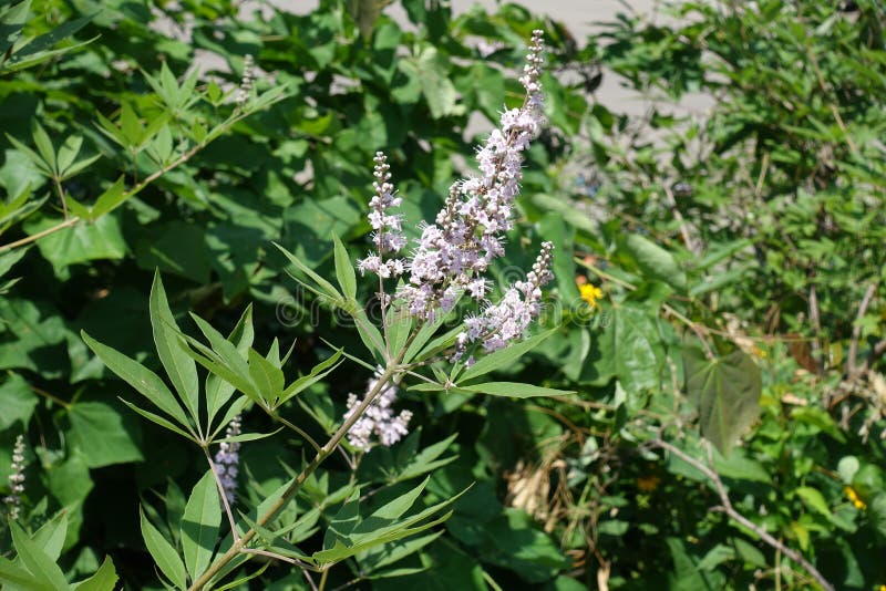 Side View of Flower Spike of Chaste Tree in July Stock Photo - Image of ...