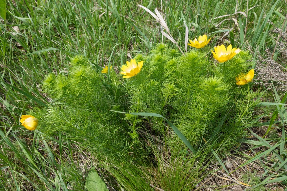Side View of Adonis Vernalis in May Stock Photo - Image of bloom ...