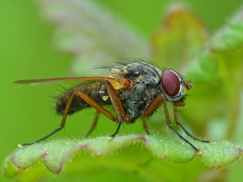 Fly Side Stock Photos - Download 12,712 Royalty Free Photos