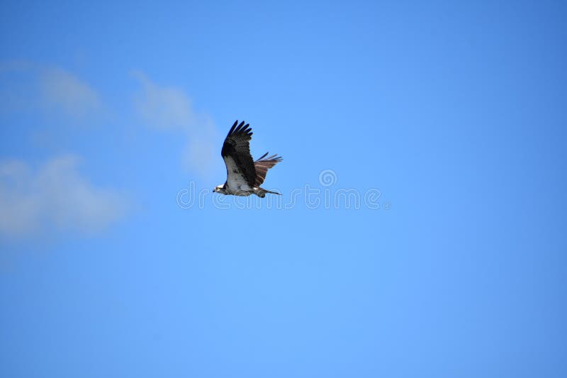 Side View of a Flying Osprey Bird Stock Image - Image of raptor ...