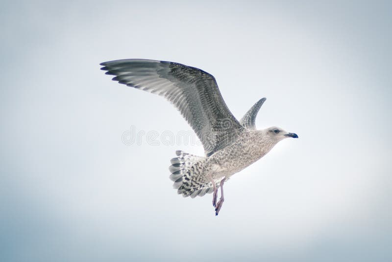 Side View of Flying Seagull Stock Image - Image of peaceful, feather ...