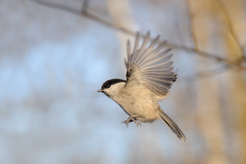 Side View Flying Willow Tit Stock Photos - Free & Royalty-Free Stock ...
