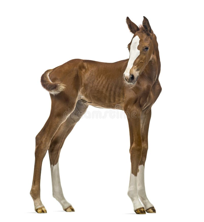 Side view of a foal stock photo. Image of animal, foal - 79615466