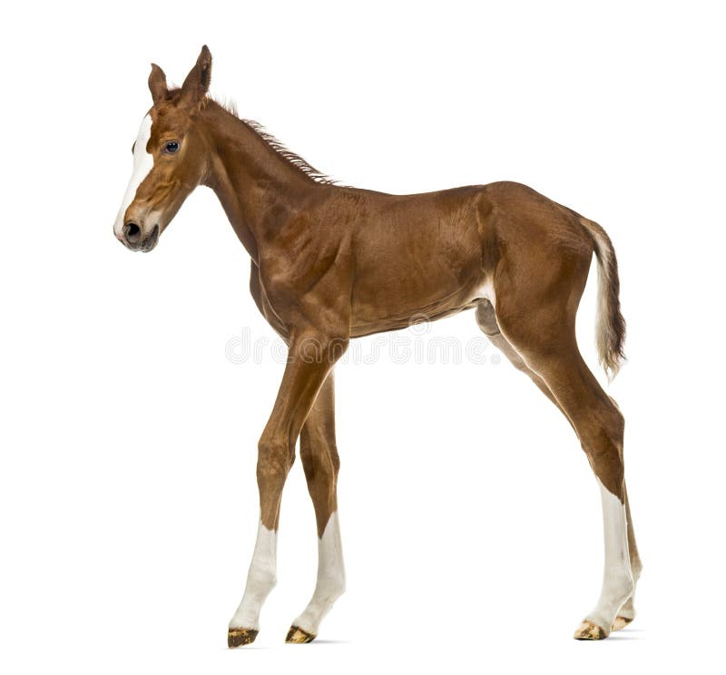 Side View of a Foal Walking Stock Photo - Image of side, foal: 79629492