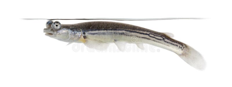 Side View of Four-eyed Fish Surfacing, Isolated Stock Photo - Image of ...