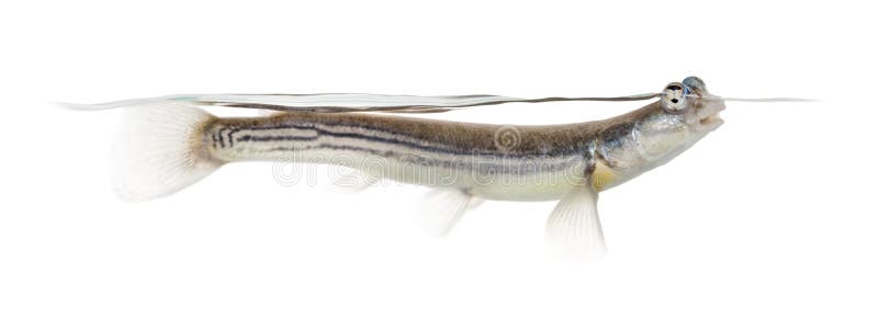Side View of Four-eyed Fish Surfacing, Isolated Stock Image - Image of ...