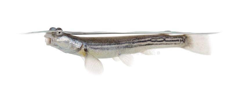 Side View of Four-eyed Fish Surfacing, Isolated Stock Image - Image of ...