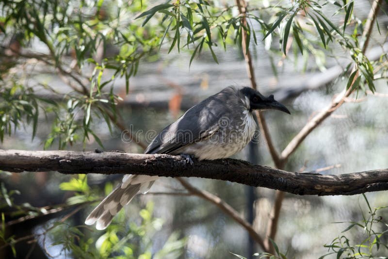 This is a Side View of a Frair Bird Stock Photo - Image of australia ...