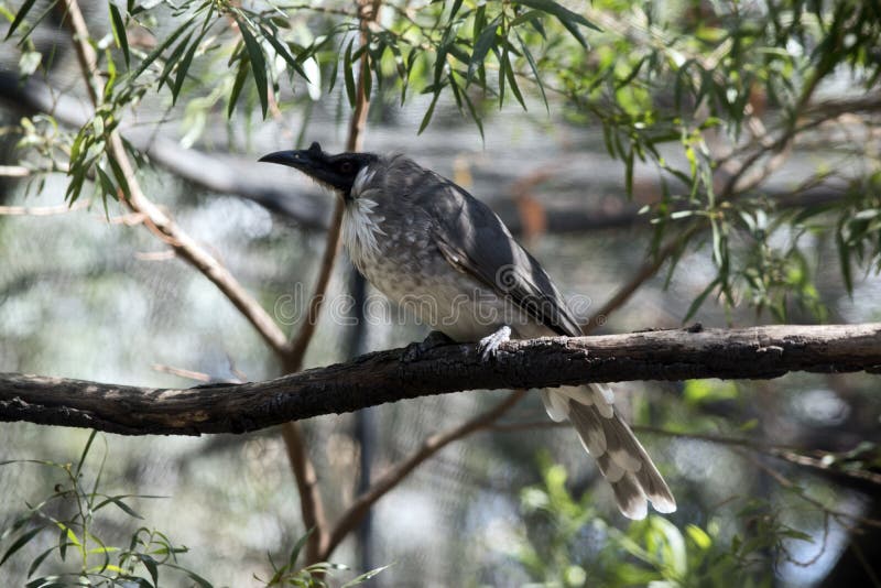 This is a Side View of a Frair Bird Stock Image - Image of plumage ...