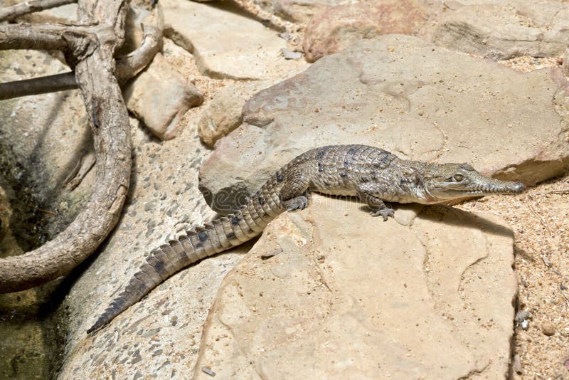 Fresh water crocodile stock photo. Image of eyes, animal - 135597414