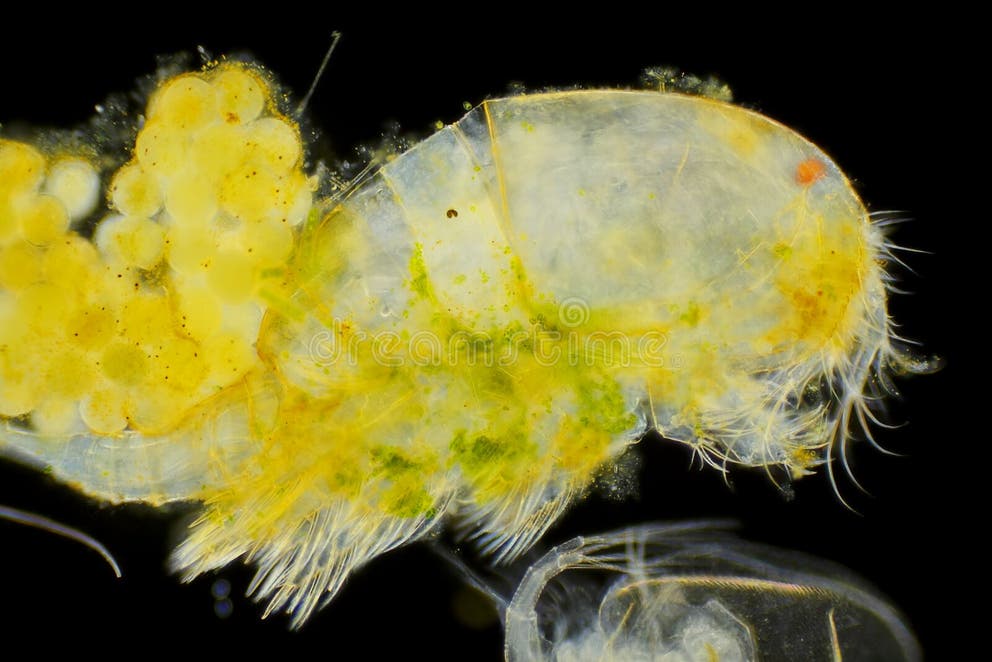 Side View of Freshwater Copepod Cyclops with Eggs Stock Photo - Image ...