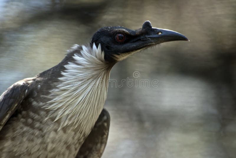 A friar bird stock photo. Image of wildlife, white, australia - 131276990