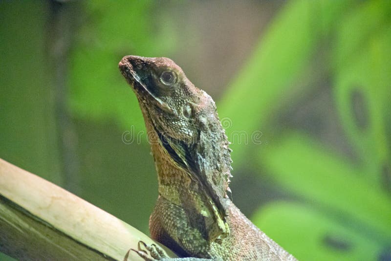 This is a Side View of a Frilled Neck Lizard Stock Image - Image of ...