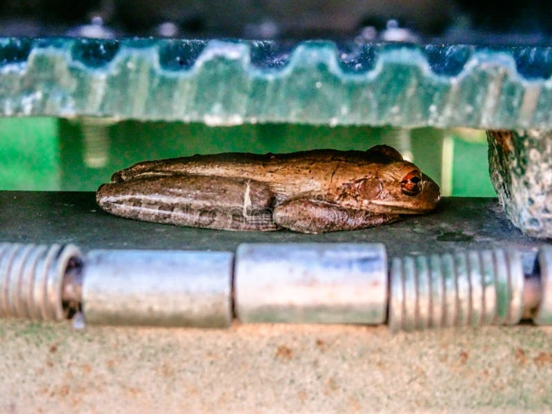 Side view of a frog stock image. Image of brown, nature - 101986733