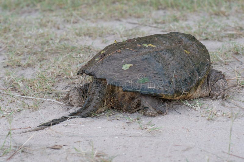 A Relaxed Snapping Turtle on an Early June Morning in East Texas Stock ...