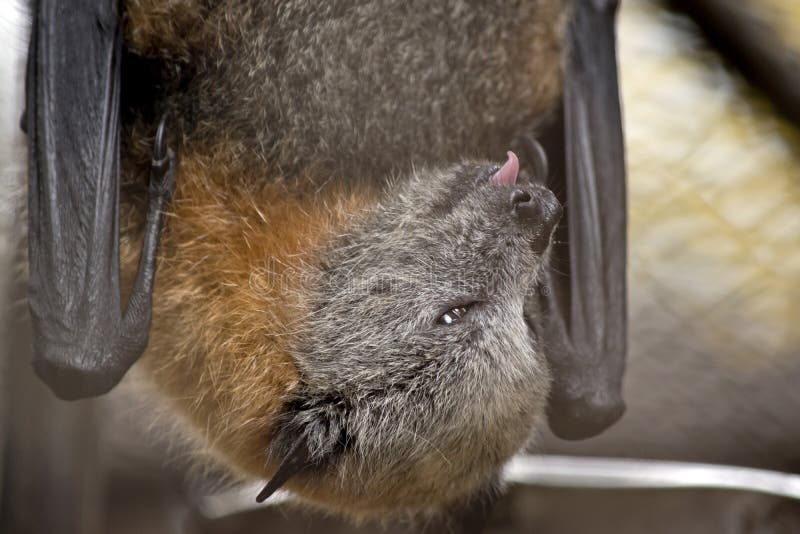 This is a Close Up of a Fruit Bat Stock Image - Image of mammal, spooky ...