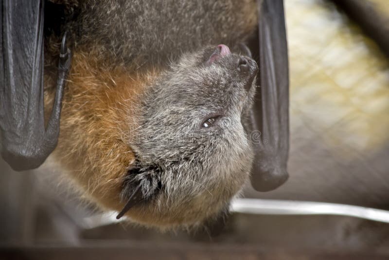 This is a Close Up of a Fruit Bat Stock Photo - Image of insectivore ...