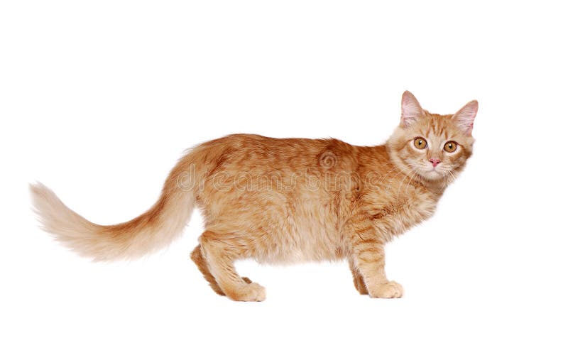 85+ Side view cat Free Stock Photos - StockFreeImages