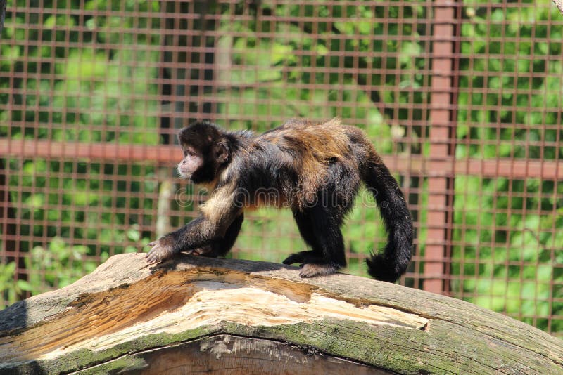 Side View of a Funny Black-horned Capuchin Walking on the Tree Trunk ...