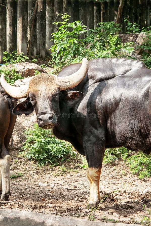 Side view of Gaur stock image. Image of heavy, stand - 40929003