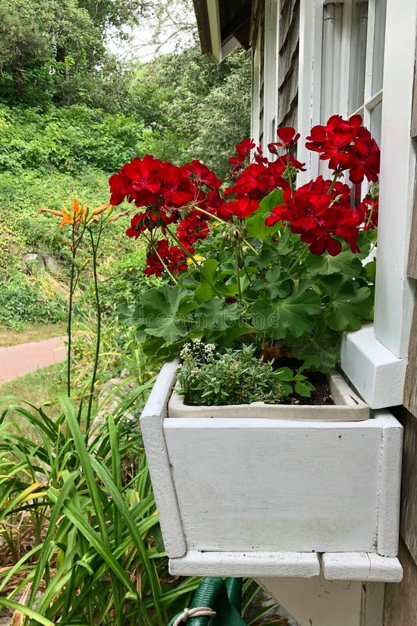 Side View of Geraniums in a Windowbox Stock Photo - Image of rural ...
